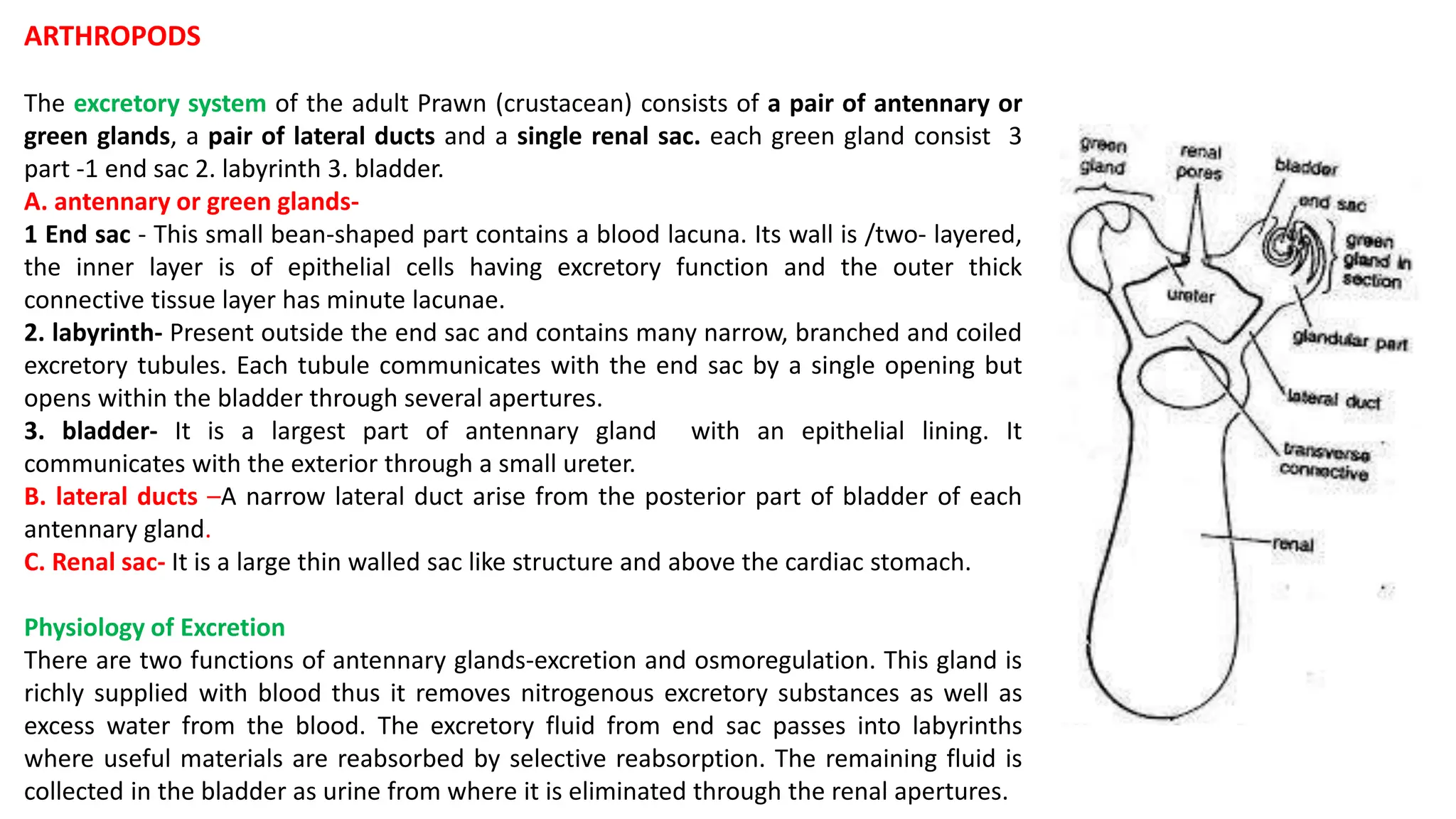 Comparative anatomy & Physiology of Excretion in Invertebrates.pptx