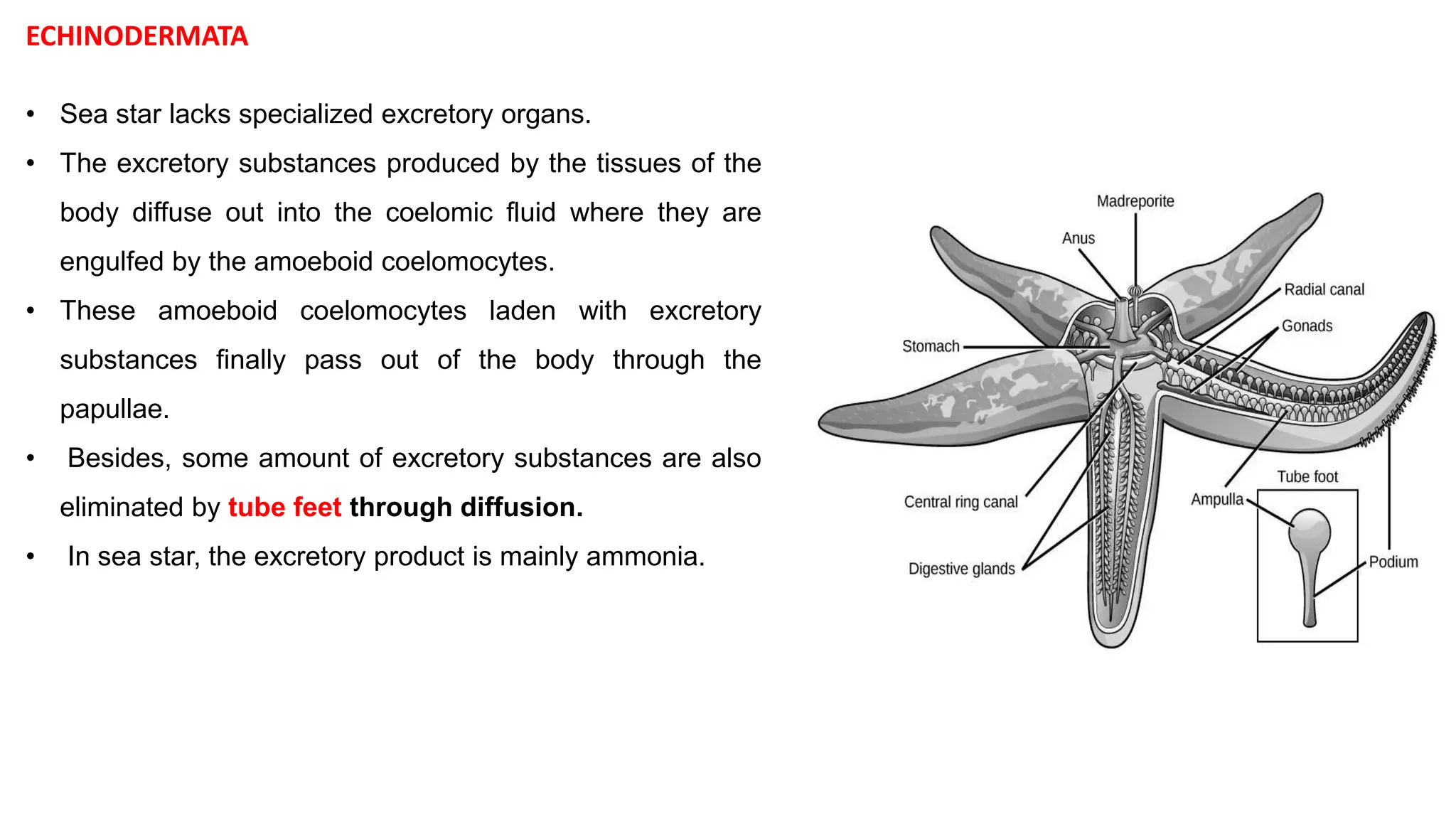 Comparative anatomy & Physiology of Excretion in Invertebrates.pptx