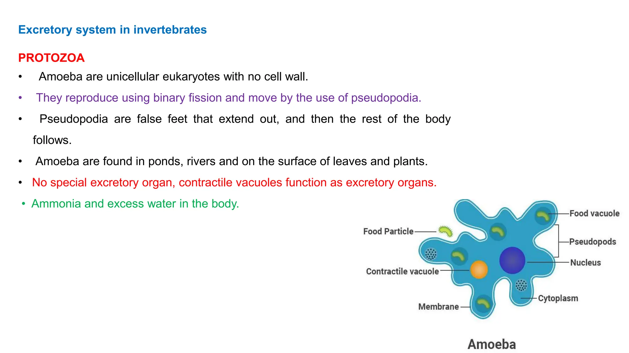 Comparative anatomy & Physiology of Excretion in Invertebrates.pptx