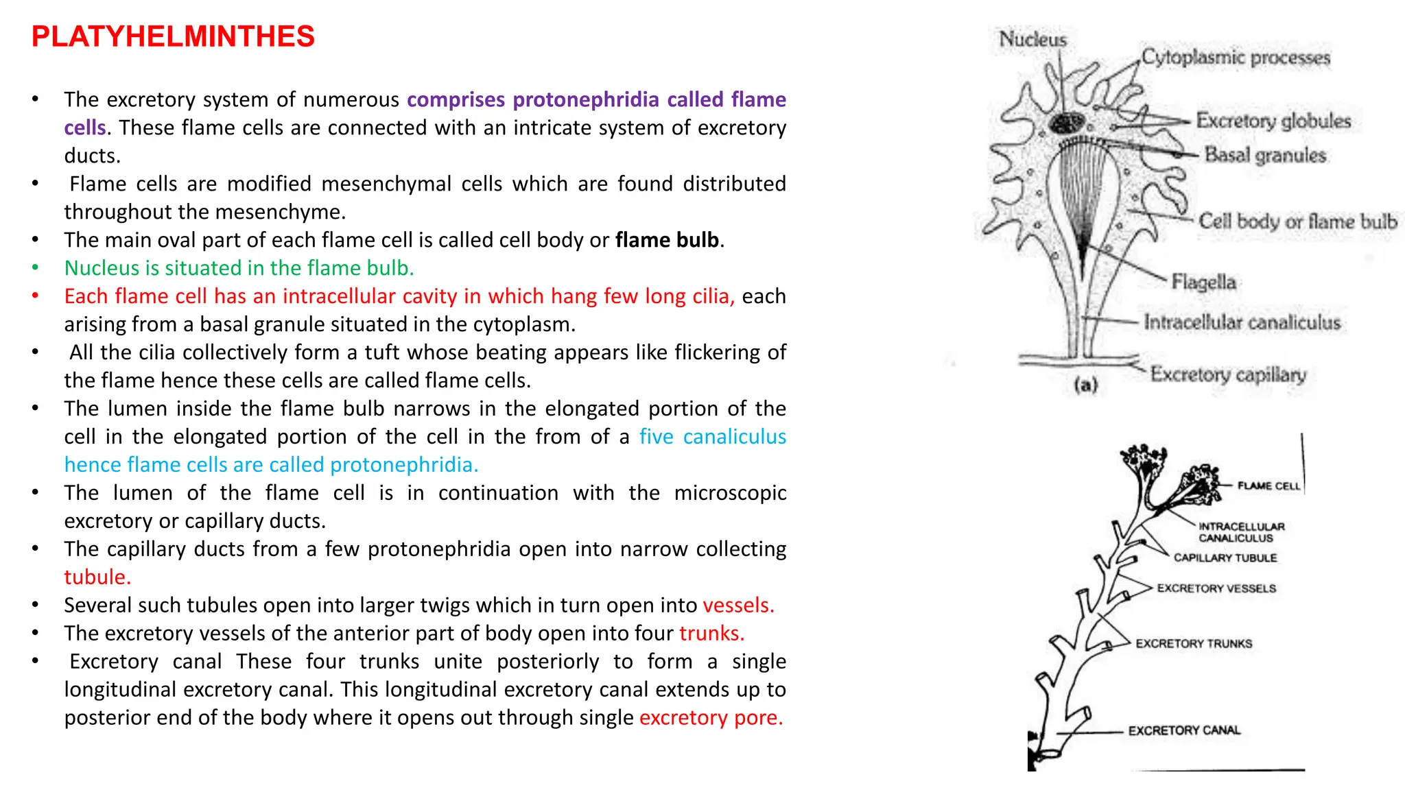 Comparative anatomy & Physiology of Excretion in Invertebrates.pptx