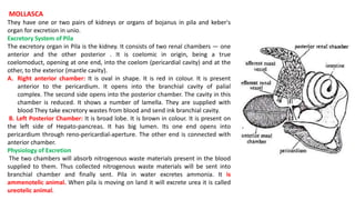 Comparative anatomy & Physiology of Excretion in Invertebrates.pptx