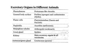 Comparative anatomy & Physiology of Excretion in Invertebrates.pptx