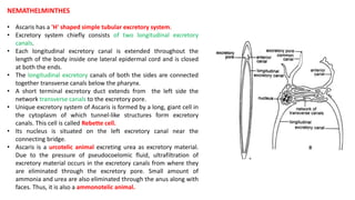 Comparative anatomy & Physiology of Excretion in Invertebrates.pptx