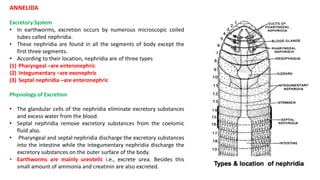 Comparative anatomy & Physiology of Excretion in Invertebrates.pptx