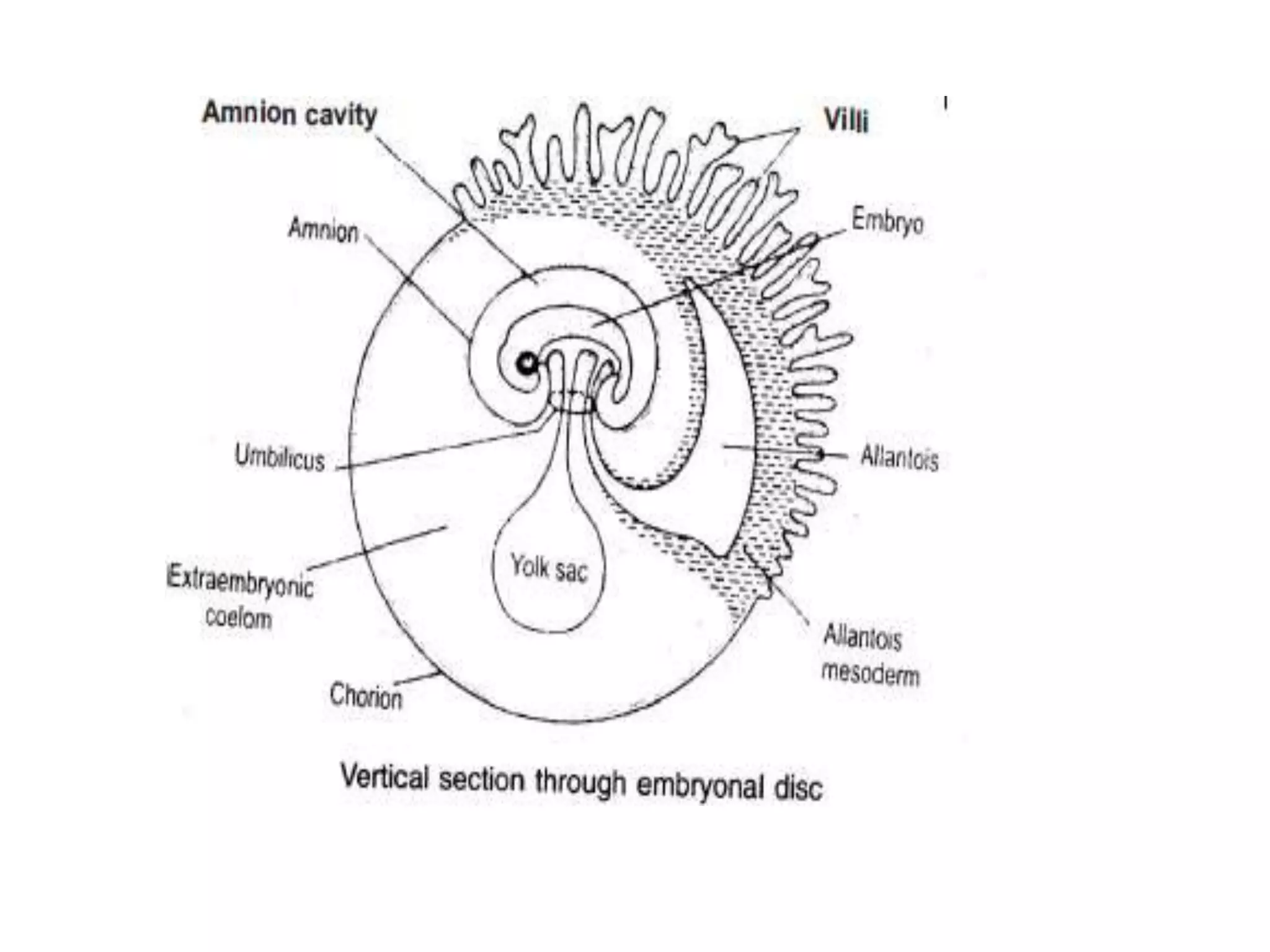 extra embryonic membranes : amnion chorion allantois and yolk sac ...