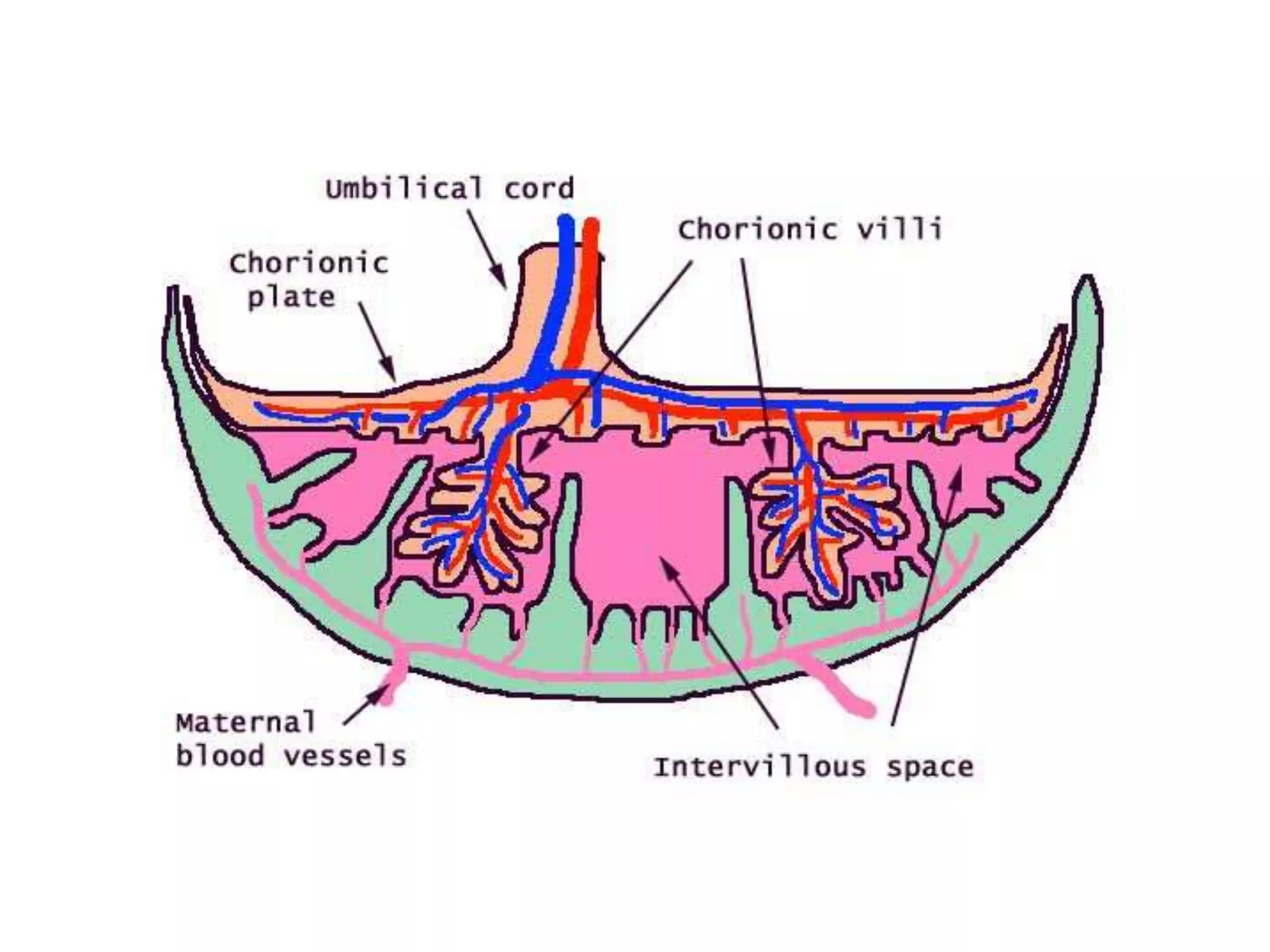 extra embryonic membranes : amnion chorion allantois and yolk sac ...