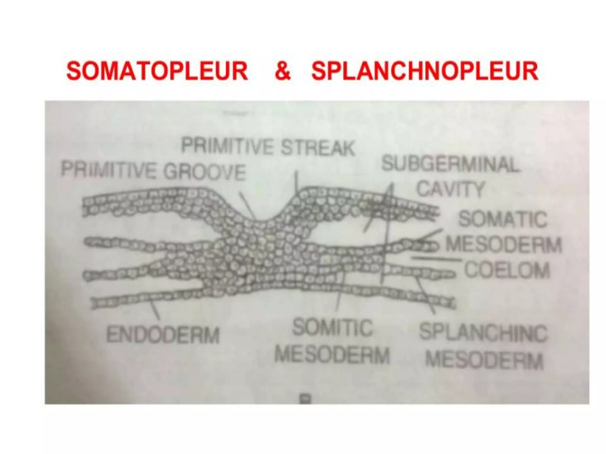 extra embryonic membranes : amnion chorion allantois and yolk sac ...