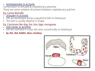 Cotyledonary Placenta