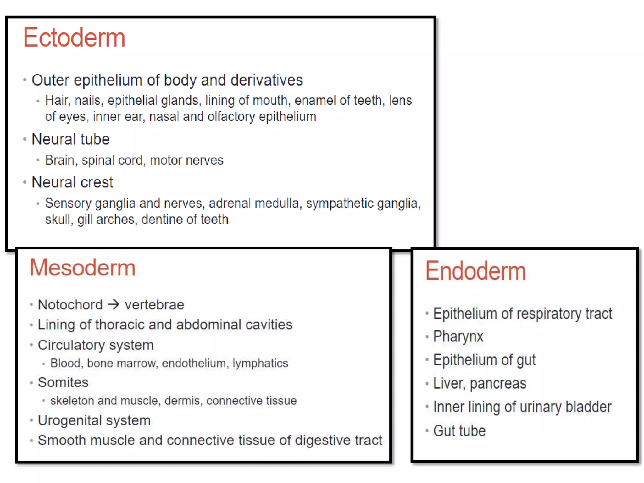 types of cleavage, blastula formation, gastrula , morphogenetic ...