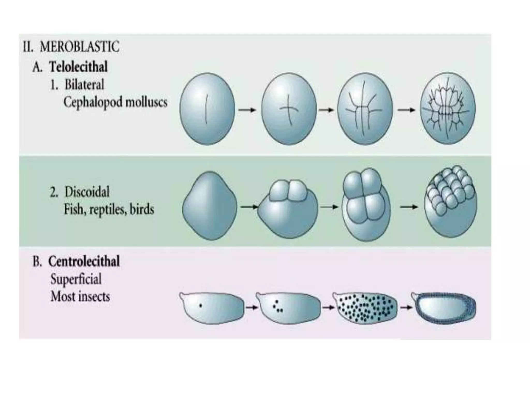 types of cleavage, blastula formation, gastrula , morphogenetic ...