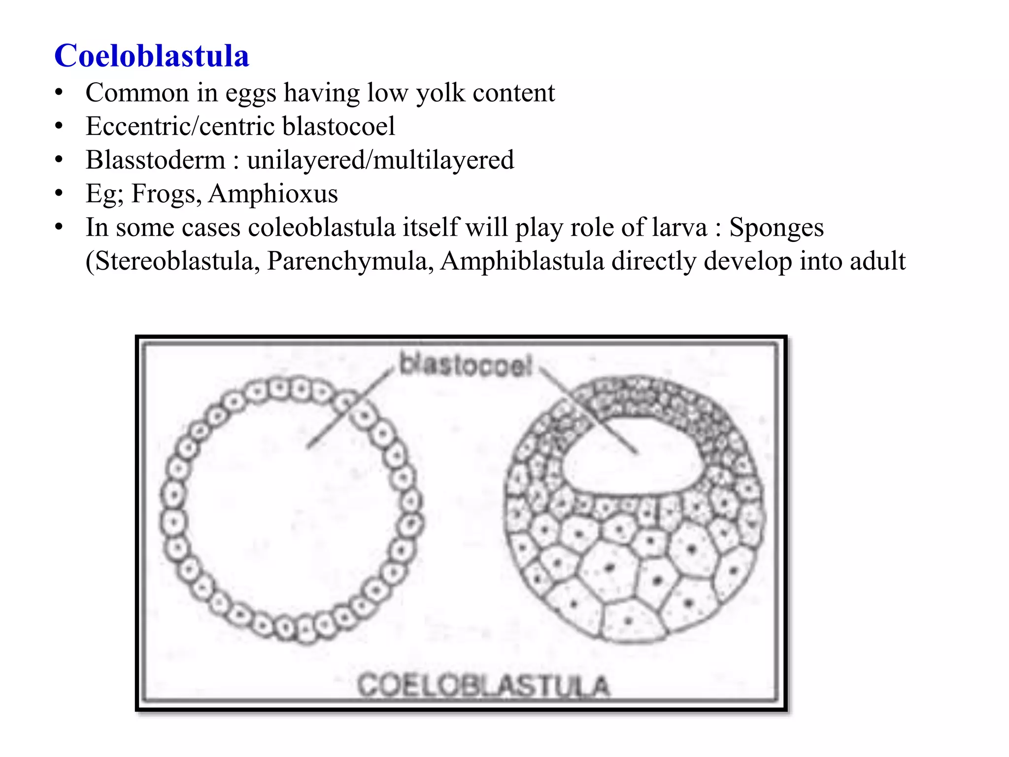 types of cleavage, blastula formation, gastrula , morphogenetic ...
