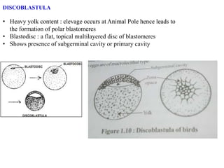 types of cleavage, blastula formation, gastrula , morphogenetic ...