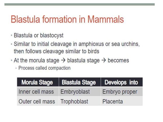 types of cleavage, blastula formation, gastrula , morphogenetic ...