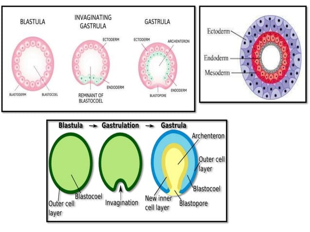 types of cleavage, blastula formation, gastrula , morphogenetic ...