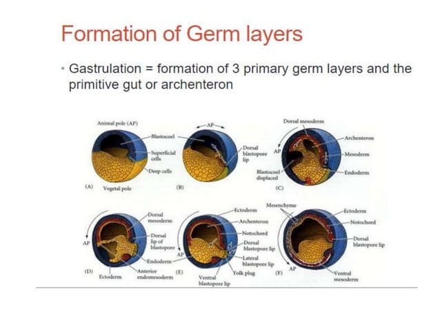 types of cleavage, blastula formation, gastrula , morphogenetic ...