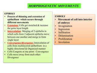 types of cleavage, blastula formation, gastrula , morphogenetic ...