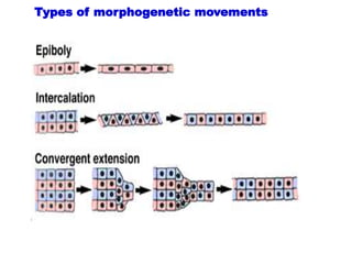 types of cleavage, blastula formation, gastrula , morphogenetic ...