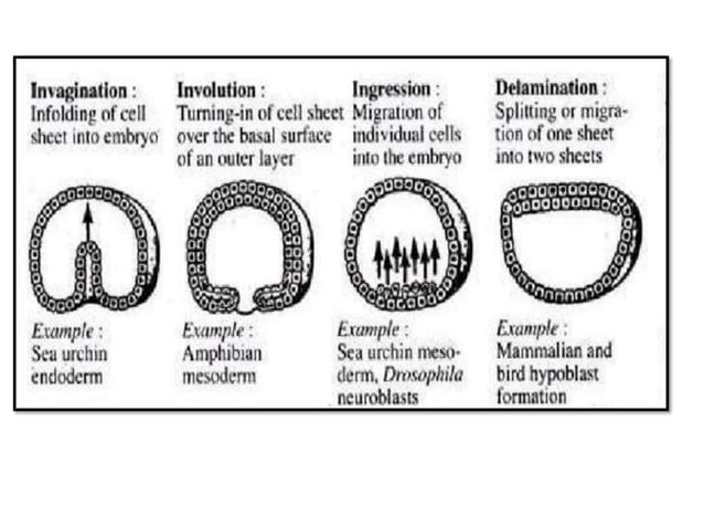 types of cleavage, blastula formation, gastrula , morphogenetic ...