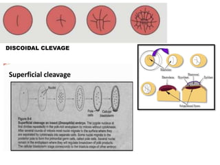 types of cleavage, blastula formation, gastrula , morphogenetic ...