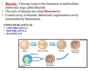 types of cleavage, blastula formation, gastrula , morphogenetic ...