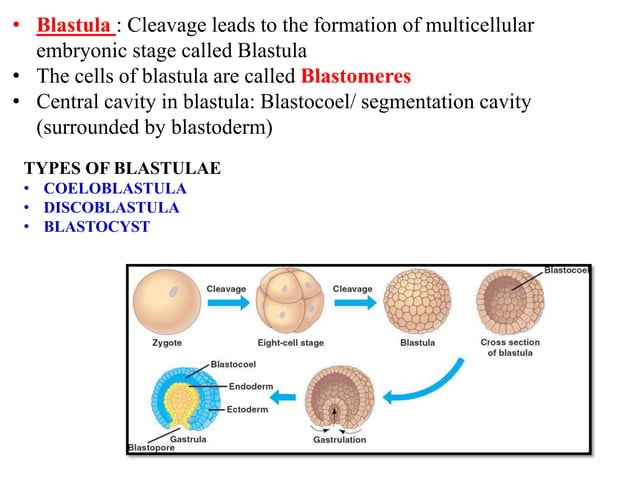 types of cleavage, blastula formation, gastrula , morphogenetic ...