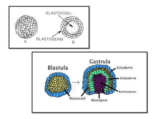 types of cleavage, blastula formation, gastrula , morphogenetic ...