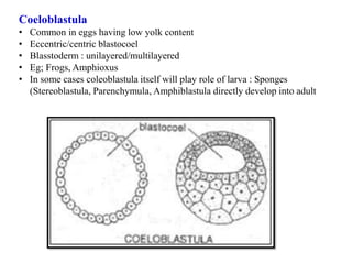 Blastula Of Amphioxus