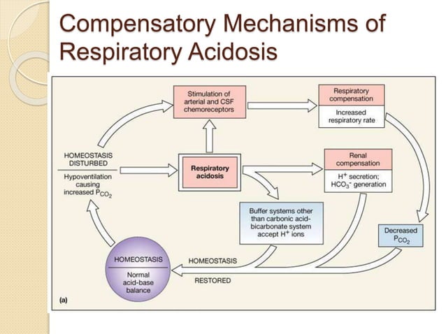 Acid-base balance | PPTX | Lung and Respiratory Health | Diseases and ...