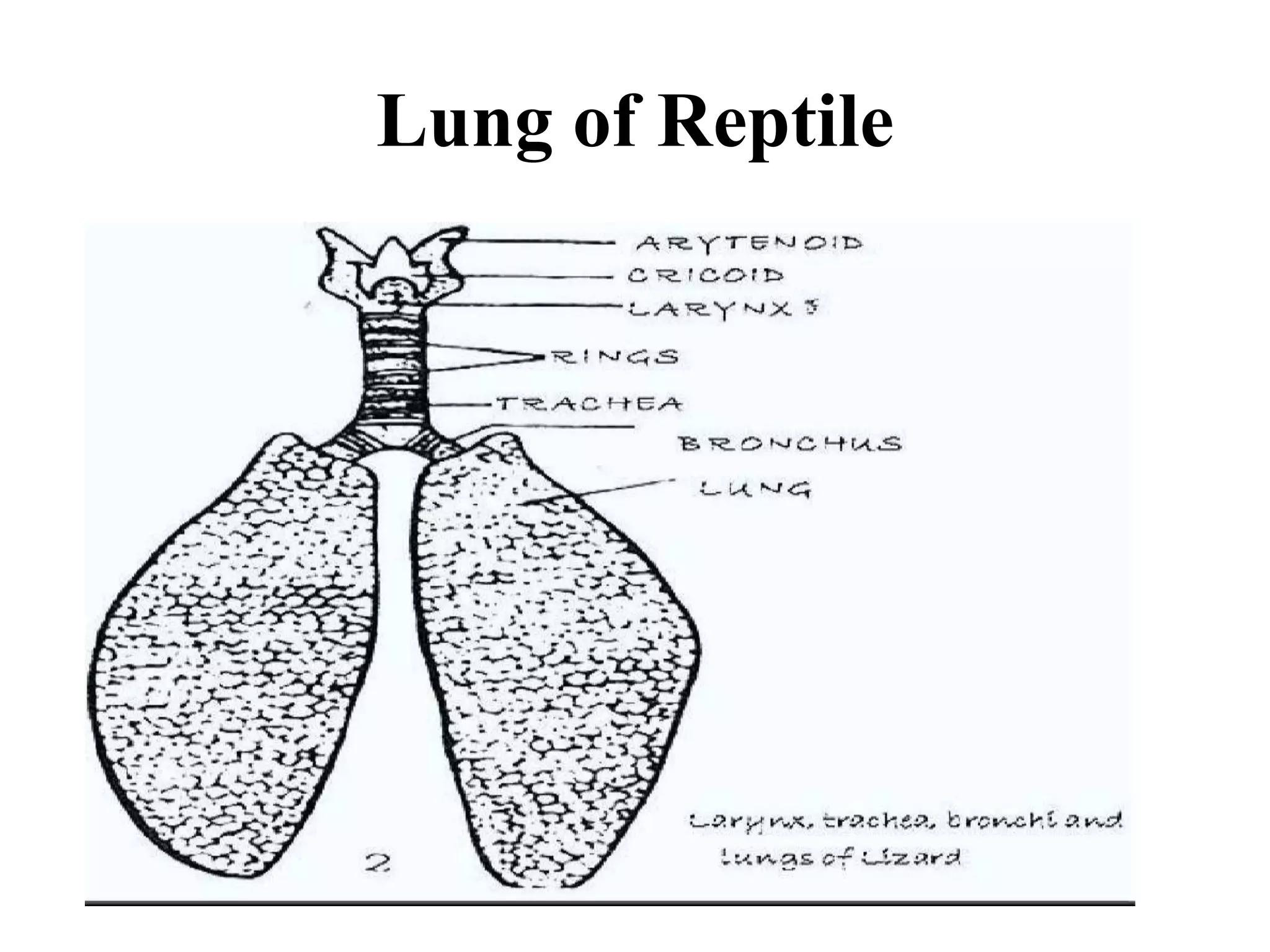 comperative respiration (2).pptx