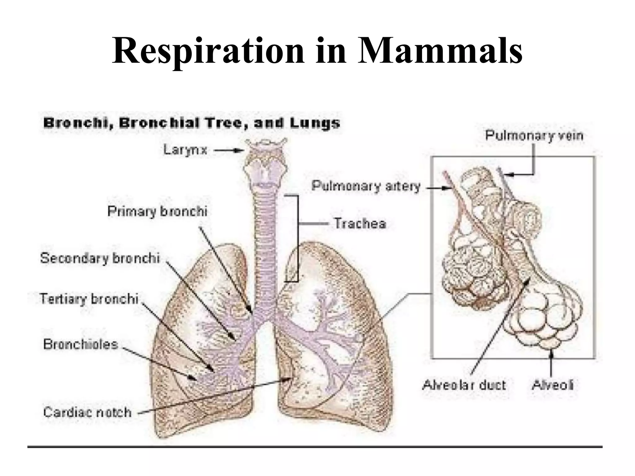 comperative respiration (2).pptx