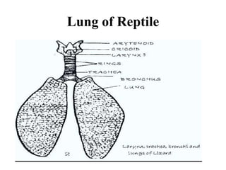 comperative respiration (2).pptx | Lung and Respiratory Health ...