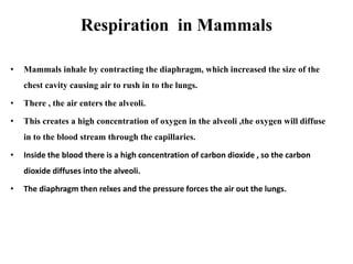 comperative respiration (2).pptx | Lung and Respiratory Health ...