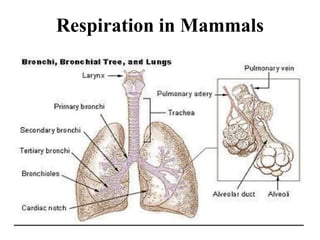 comperative respiration (2).pptx | Lung and Respiratory Health ...