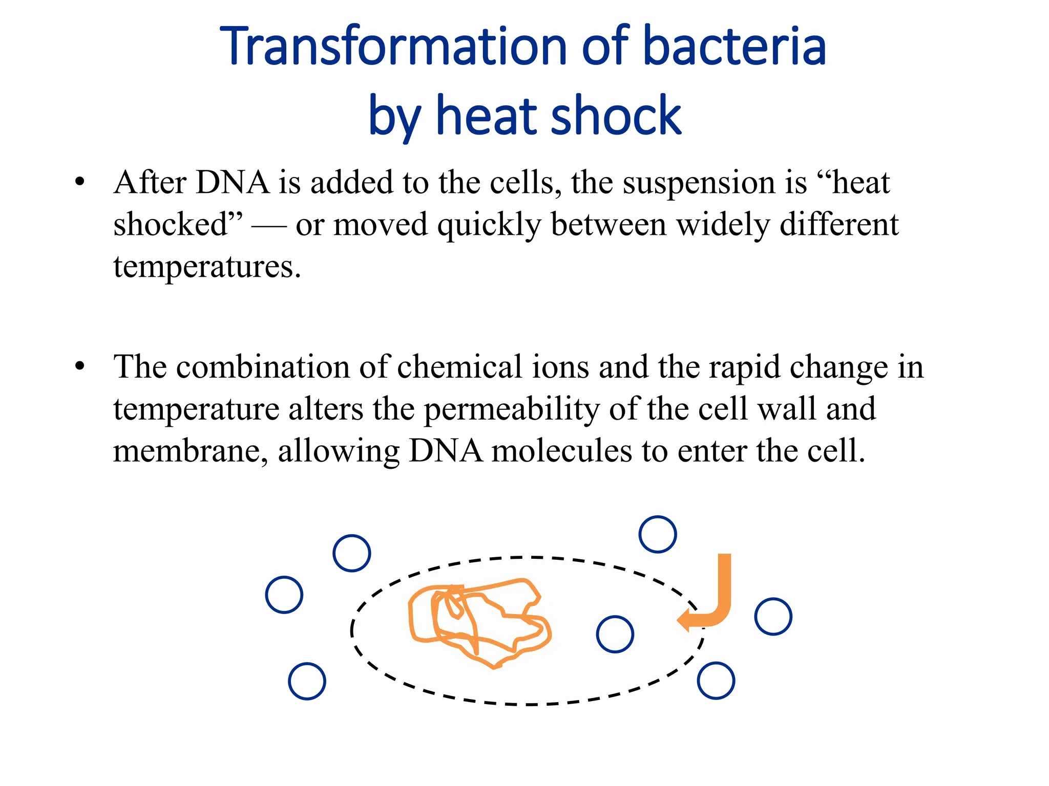 Competent cell preperation and bacterial transformation.ppt