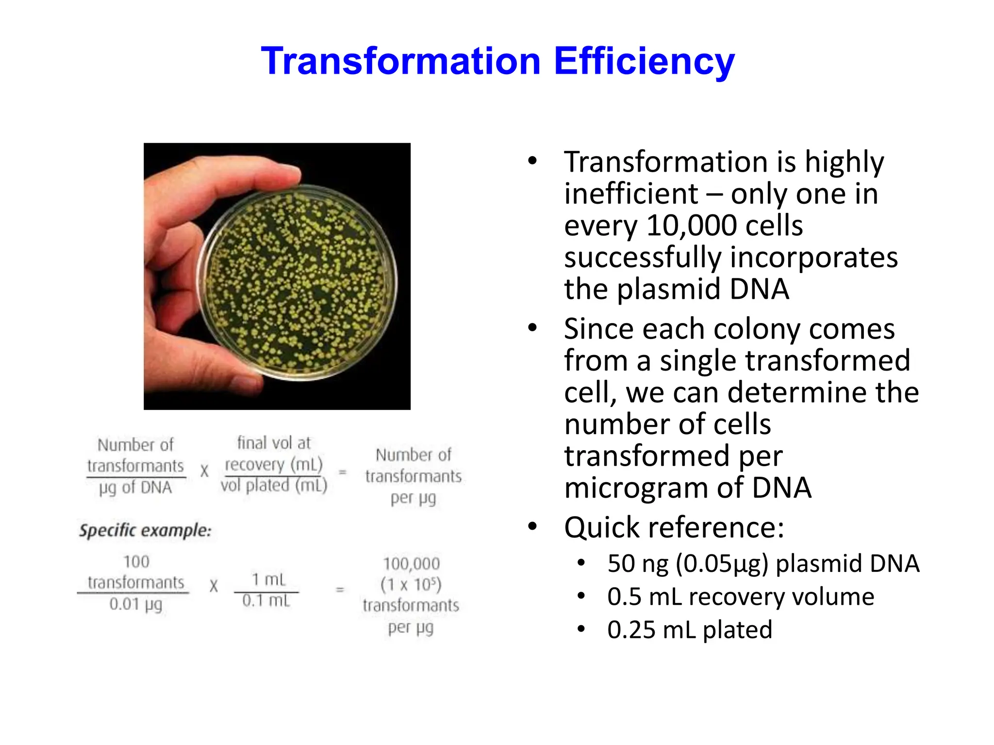 Competent cell preperation and bacterial transformation.ppt