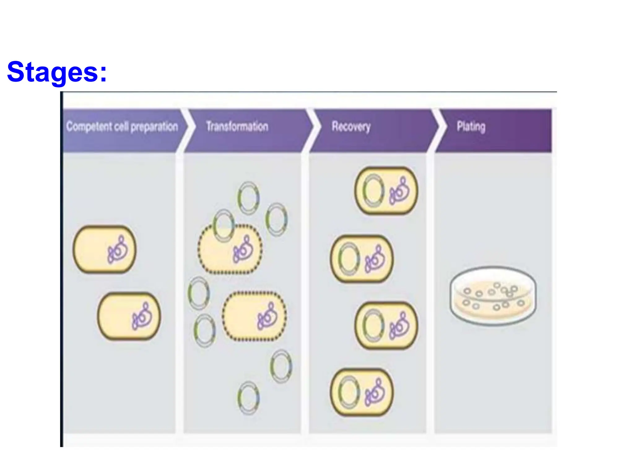 Competent cell preperation and bacterial transformation.ppt