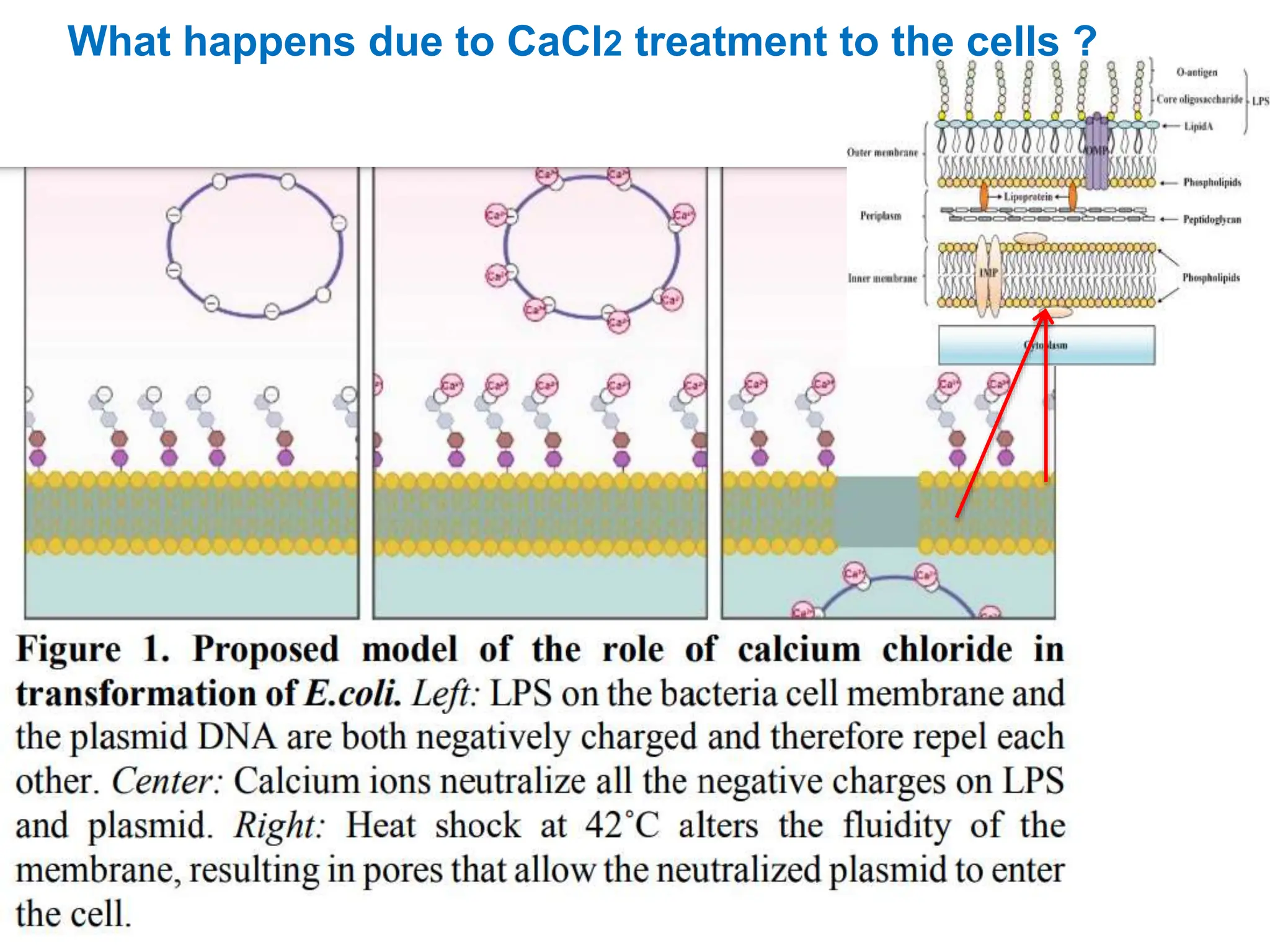 Competent cell preperation and bacterial transformation.ppt