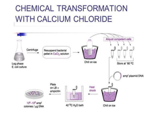 Competent cell preperation and bacterial transformation.ppt