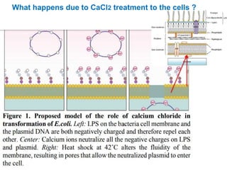 Competent cell preperation and bacterial transformation.ppt