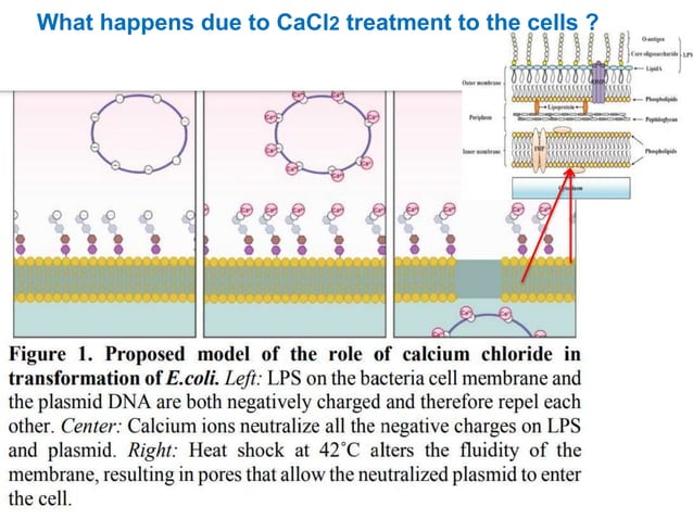 Competent cell preperation and bacterial transformation.ppt ...