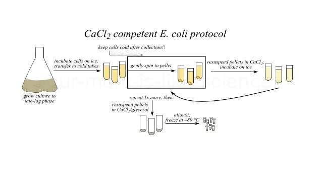 Competent cells and their preparation protocol- ravi ranjan lb