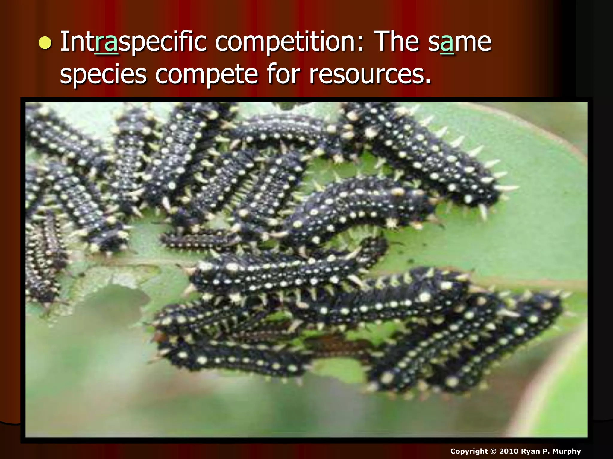 Ecology, Competition Lesson PowerPoint, Competitive Exclusion | PPTX