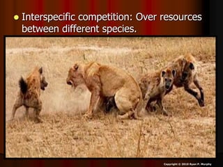 Animal Competition Examples