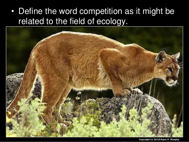 Intraspecific Competition Examples In Animals