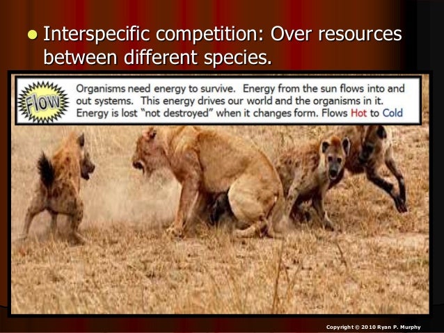 Ecology, Competition Lesson PowerPoint, Competitive Exclusion