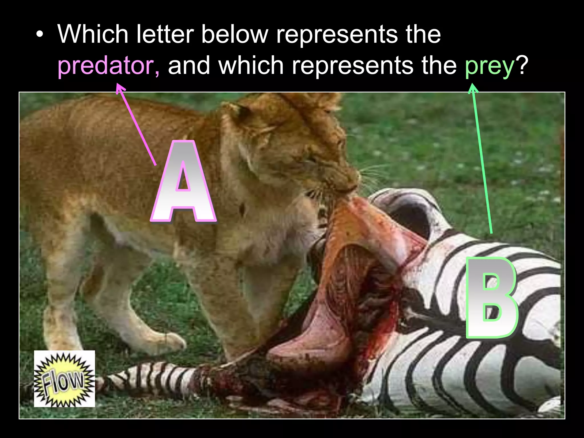 Predator Prey Relationships, Lesson PowerPoint | PPTX