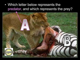 Predator Chasing Prey