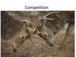 Animal Competition Examples
