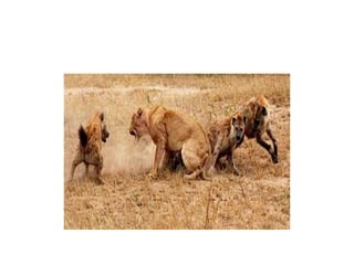 Animal Competition Examples