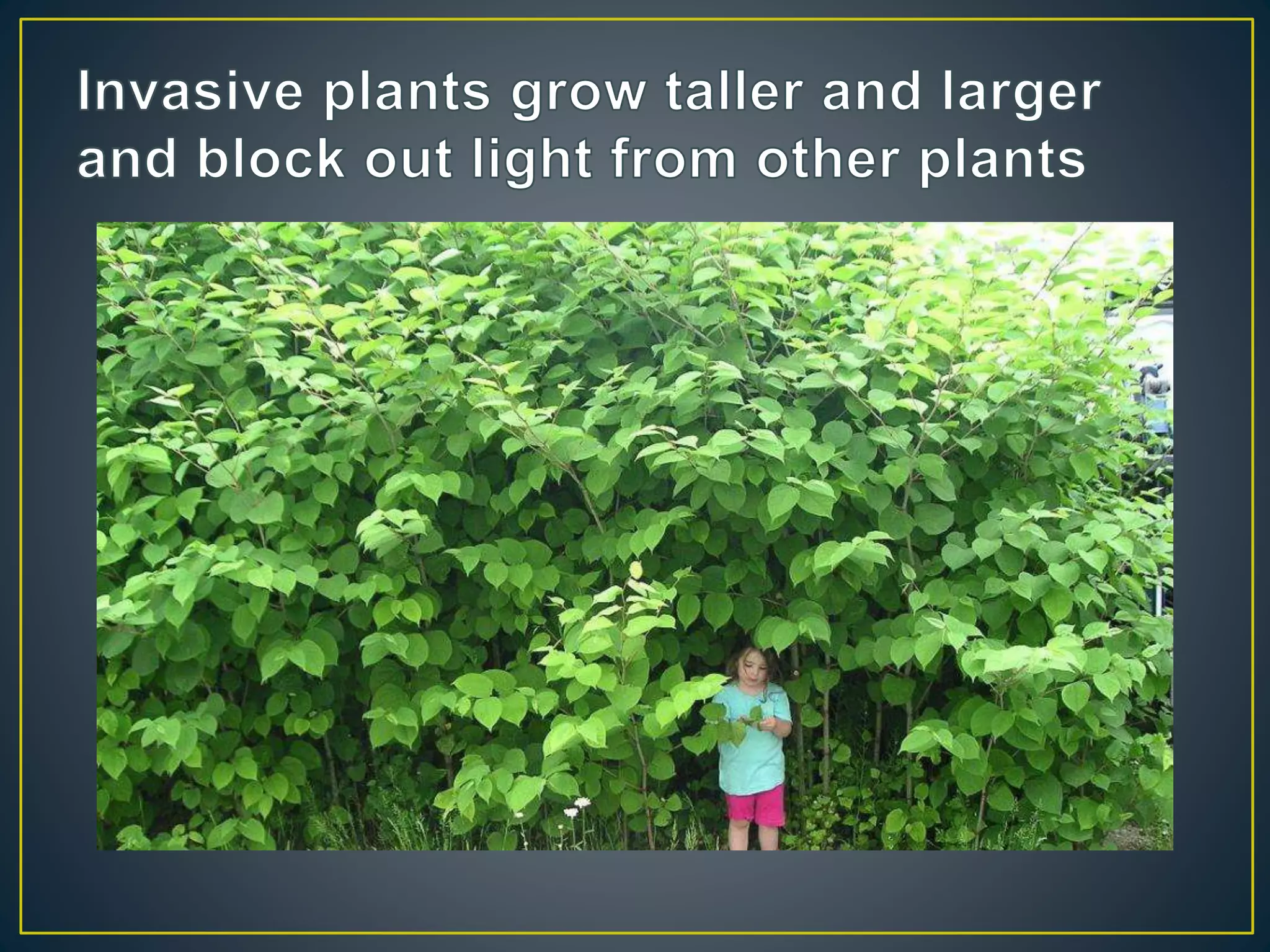 Competitive fitness of invasive plants | PPTX